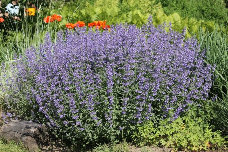 How To Grow Catnip In Your Backyard - From Seed To Harvest! - Outdoor ...
