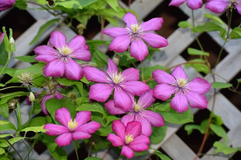17 Fast-Growing Climbing Vines For Trellises, Gates, & Walls - Epic ...