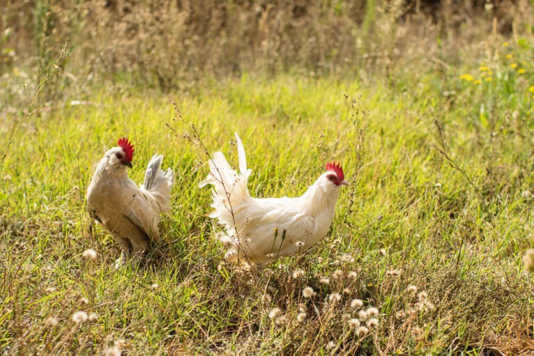 20 Small Chicken Breeds [Your Epic Guide With Pros and Cons!] - Outdoor ...