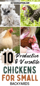 10+ Best Chicken Breeds For Tiny Yards, Farms, And Homesteads ...