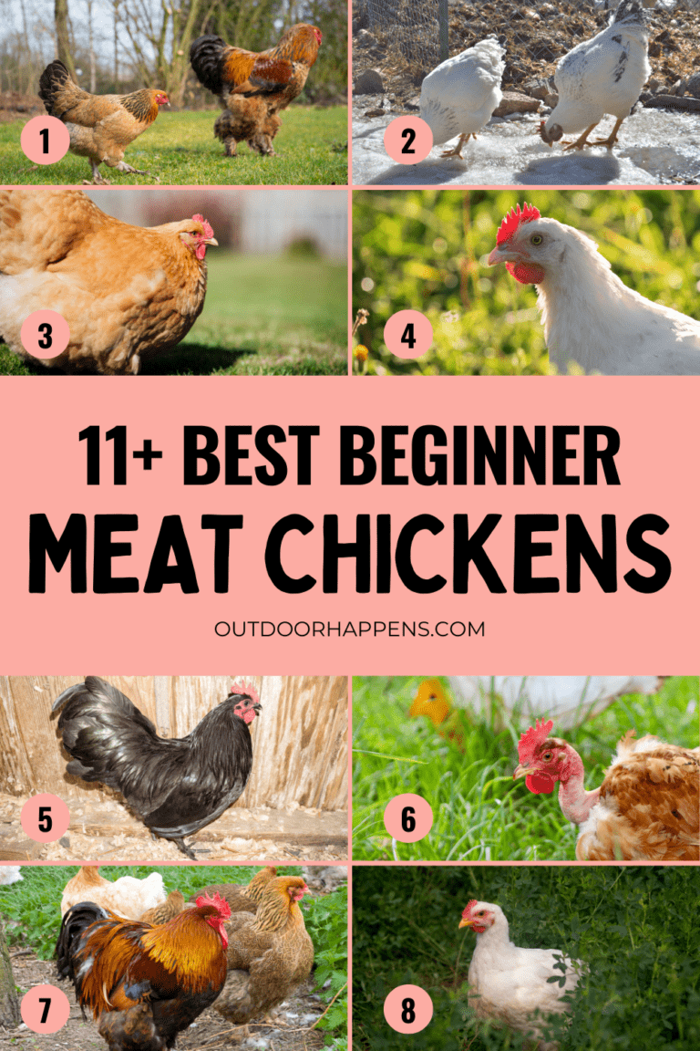 11 Best Meat Chicken Breeds for Your Backyard Coop - Outdoor Happens ...