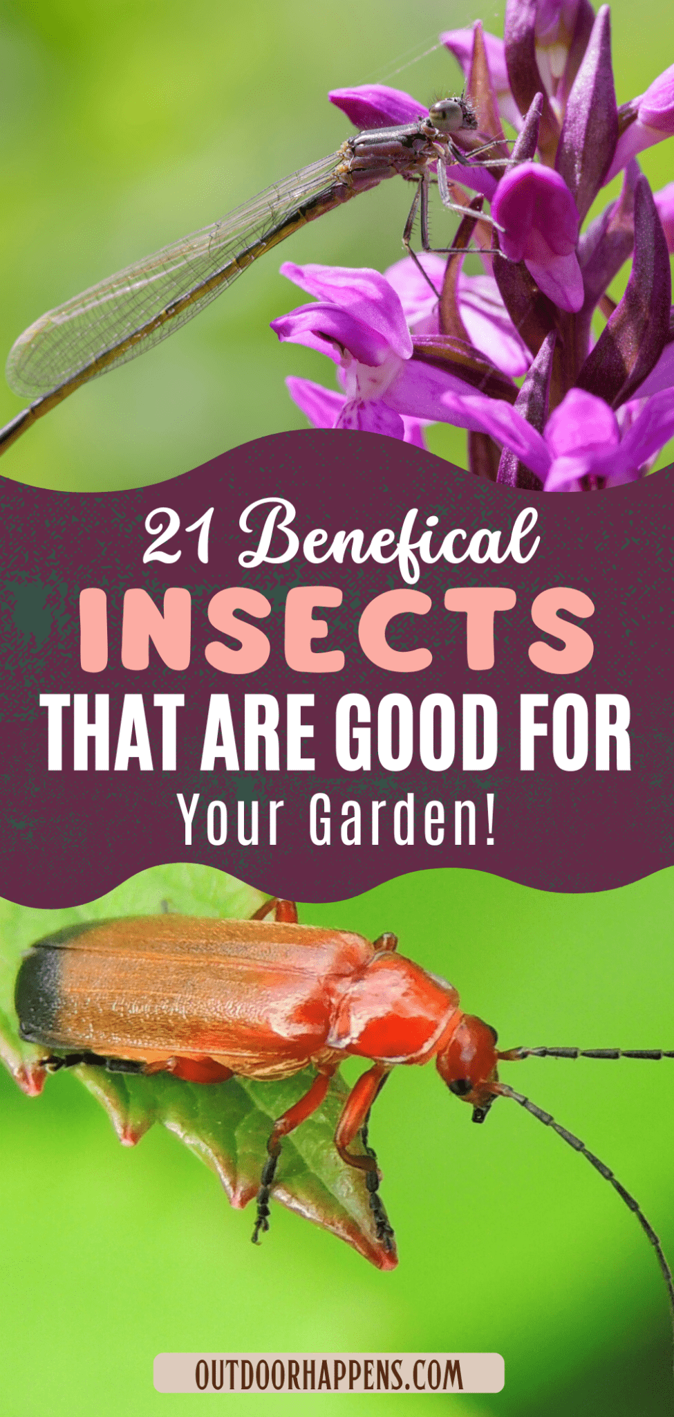 21 Beneficial Garden Bugs You Never Want To Swat, Spray, Or Remove From ...
