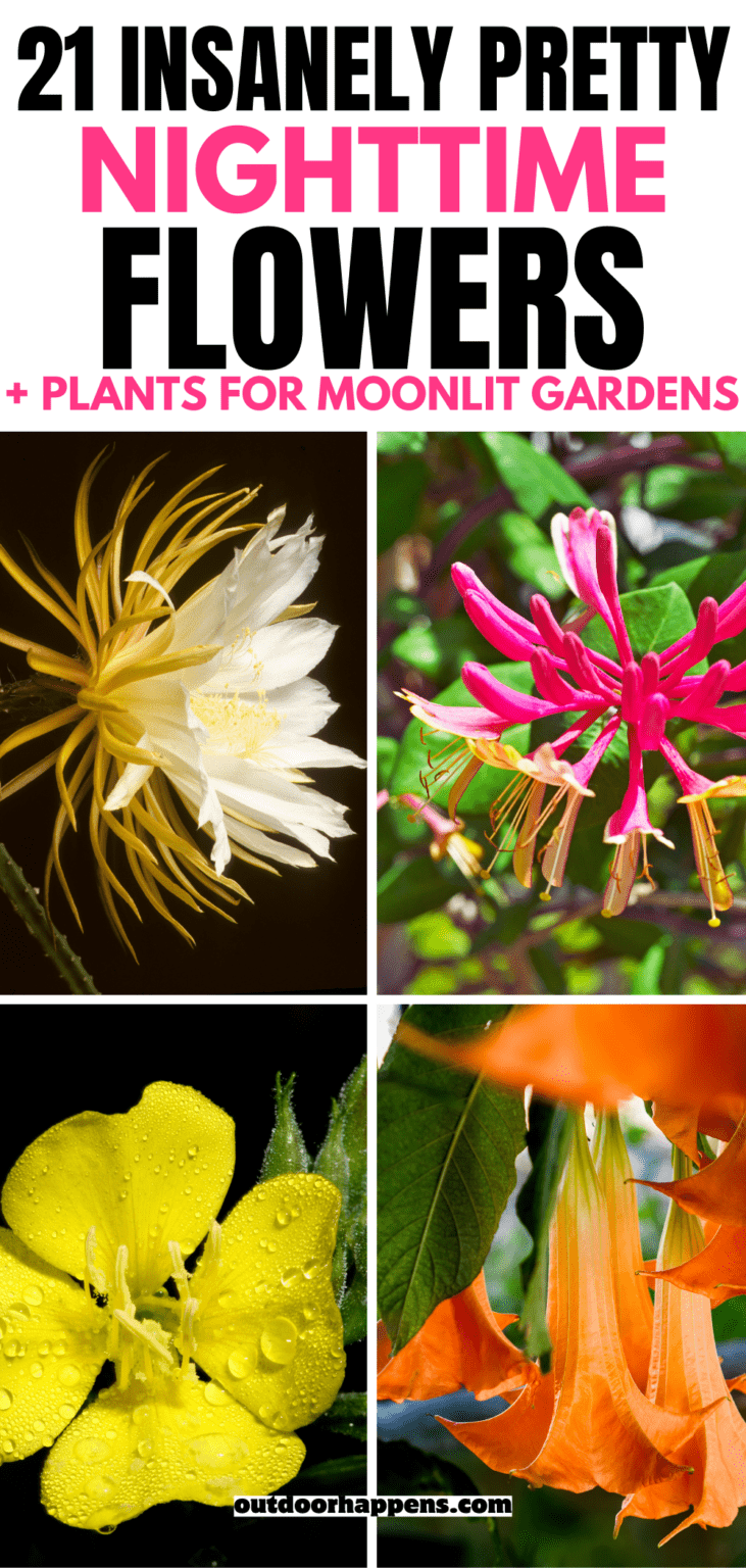 21 Nighttime Plants And Flowers For Moonlit Gardens - Midnight ...