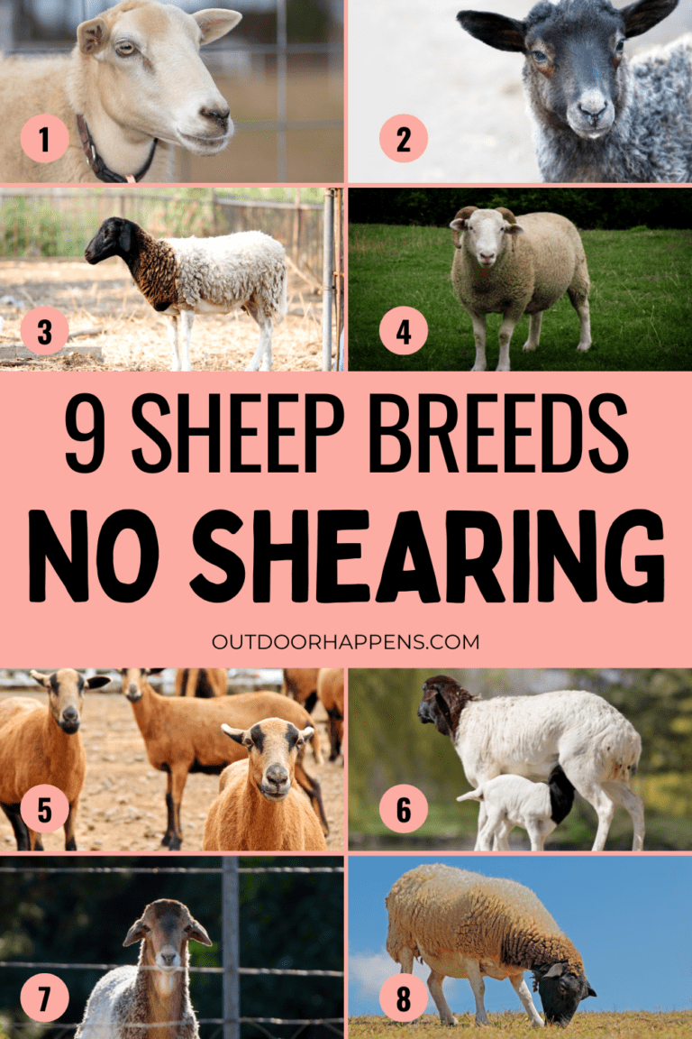 Sheep That Don't Need Shearing: 9 Low-Maintenance Breeds of Sheep ...