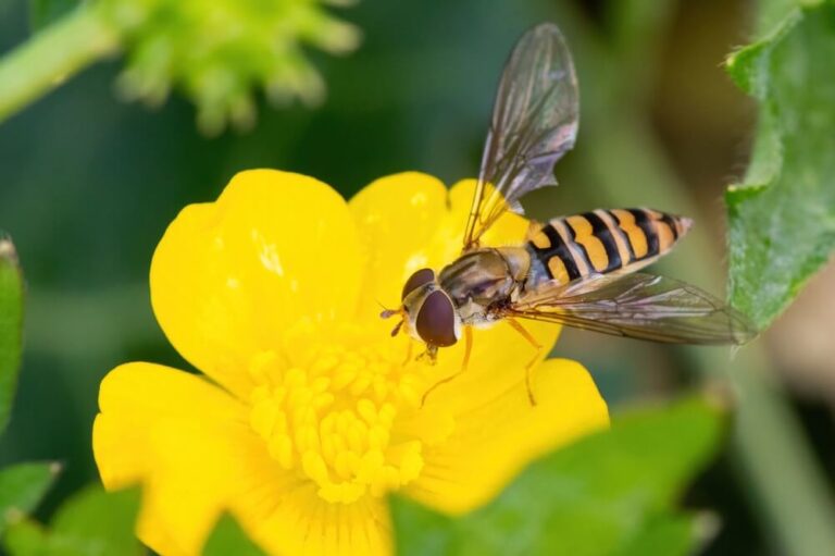 21 Beneficial Garden Bugs You Never Want To Swat, Spray, Or Remove From ...