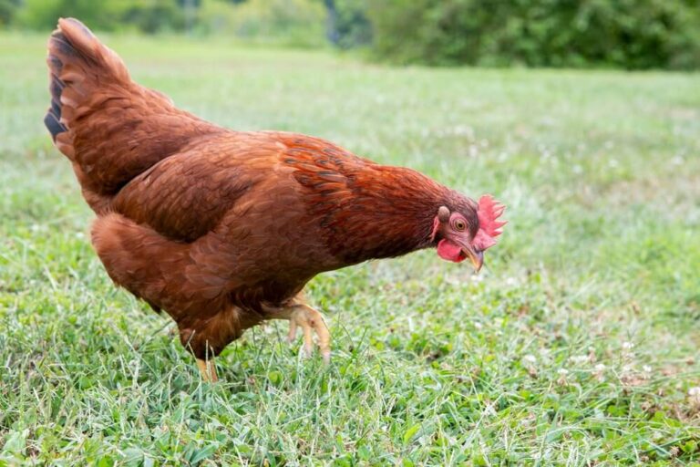 The Ultimate Rhode Island Red Chicken Guide! - Cost, Uses, Origin, And ...