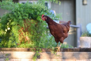 The Ultimate Rhode Island Red Chicken Guide! - Cost, Uses, Origin, And ...