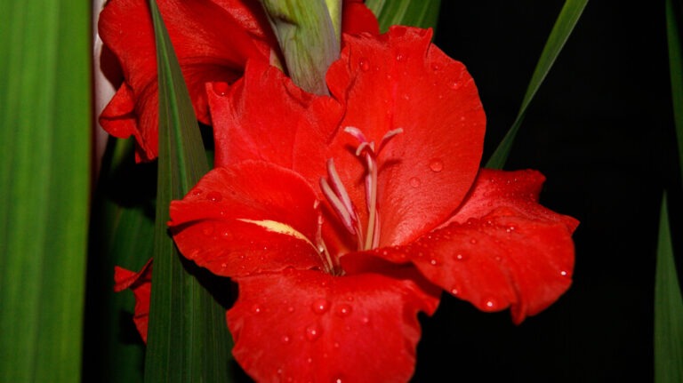 21 Nighttime Plants And Flowers For Moonlit Gardens - Midnight ...