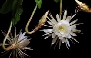 21 Nighttime Plants And Flowers For Moonlit Gardens - Midnight ...