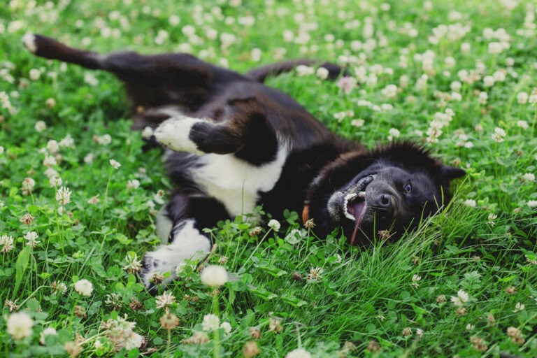 13 Advantages Of Clover Lawns - From Sustainability To Friendly ...