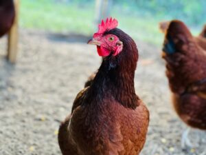 The Ultimate Rhode Island Red Chicken Guide! - Cost, Uses, Origin, And ...
