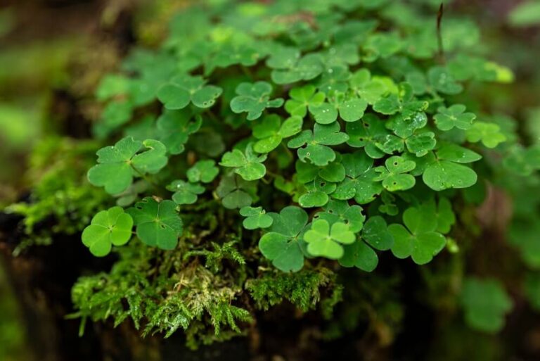 13 Advantages Of Clover Lawns - From Sustainability To Friendly ...