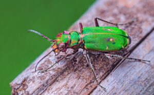 21 Beneficial Garden Bugs You Never Want To Swat, Spray, Or Remove From ...