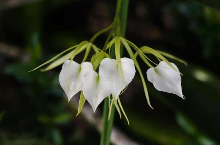 21 Nighttime Plants And Flowers For Moonlit Gardens - Midnight ...