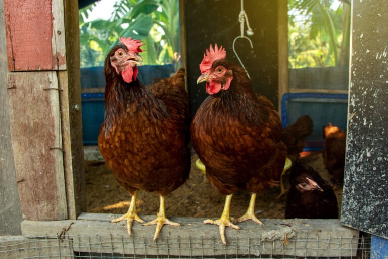 The Ultimate Rhode Island Red Chicken Guide! - Cost, Uses, Origin, And ...