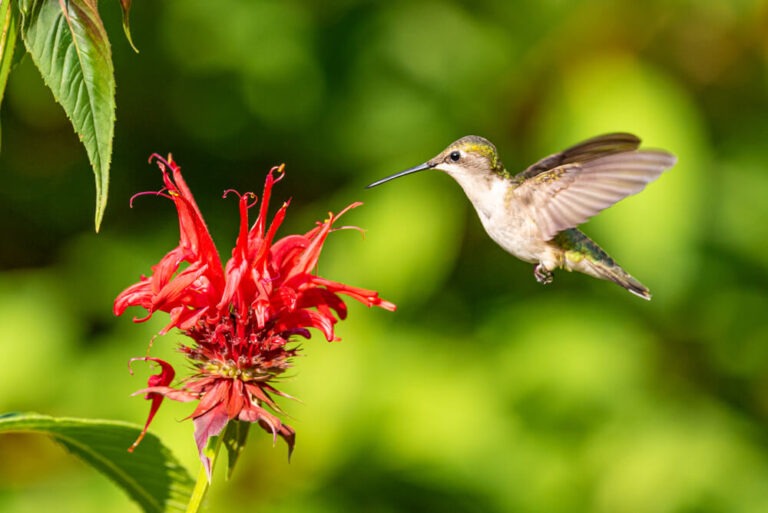 21 Best Flowers To Attract Hummingbirds - Blue, Red, And Purple Flowers ...