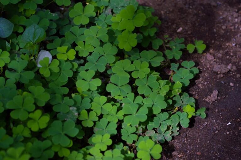 13 Advantages Of Clover Lawns - From Sustainability To Friendly ...