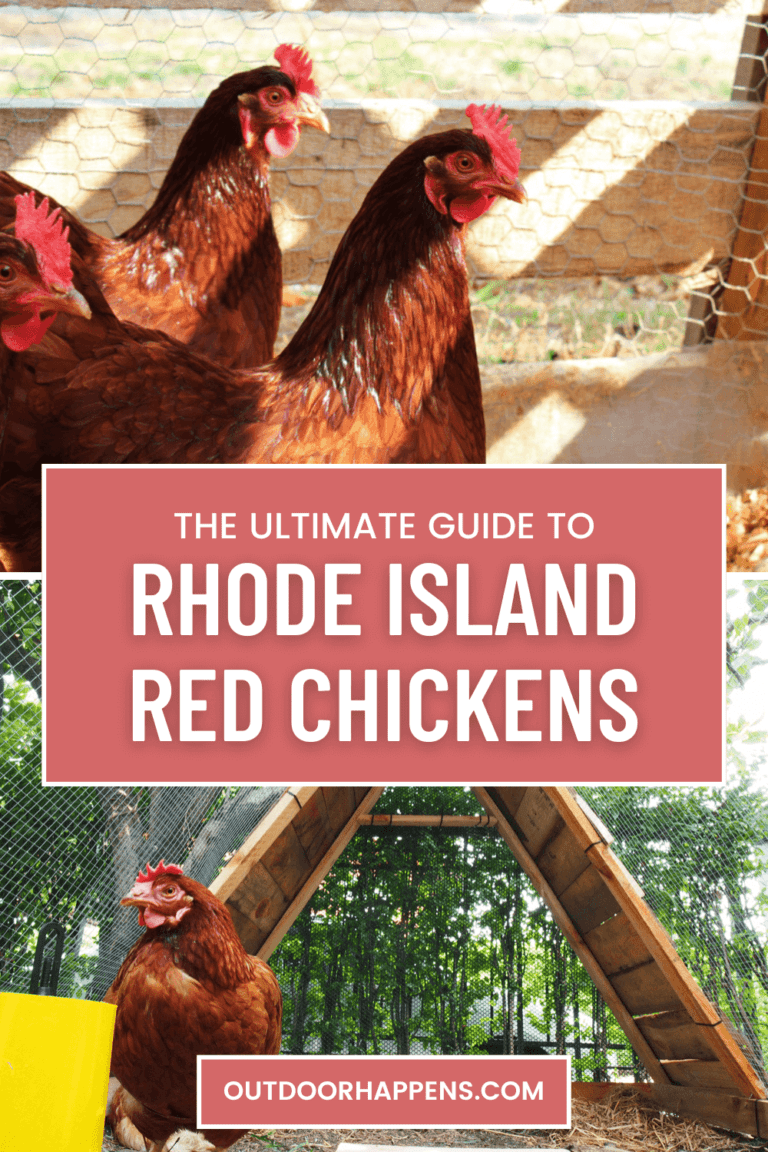 The Ultimate Rhode Island Red Chicken Guide! - Cost, Uses, Origin, And ...