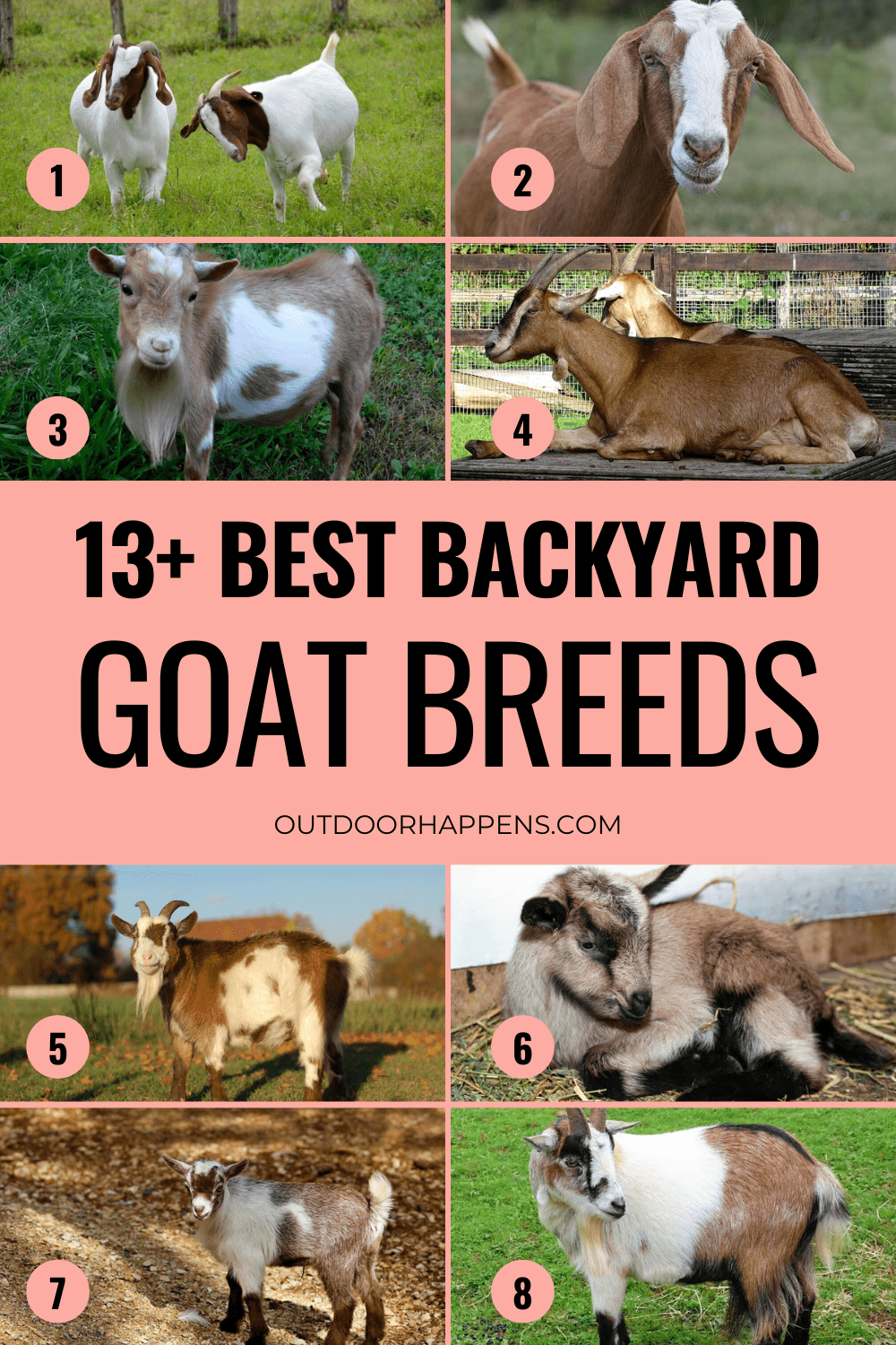 13+ Best Goat Breeds For Small Homesteads, Farms, Ranches, And ...