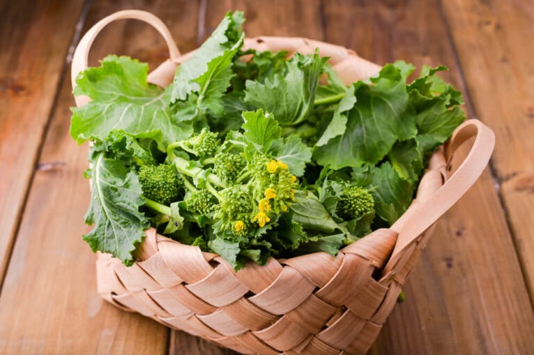 24 Crops To Plant In September For An Epic Fall And Autumn Garden ...