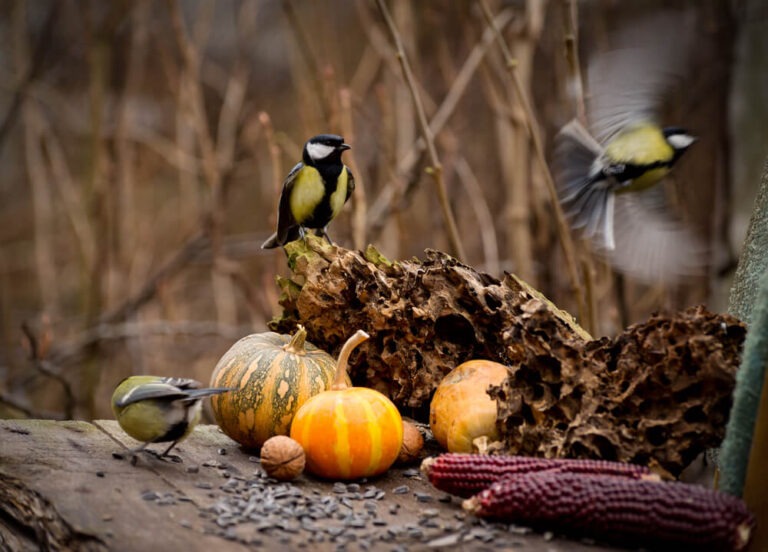 17 Foods To Feed Backyard Birds This Winter - The Ultimate Winter Bird ...