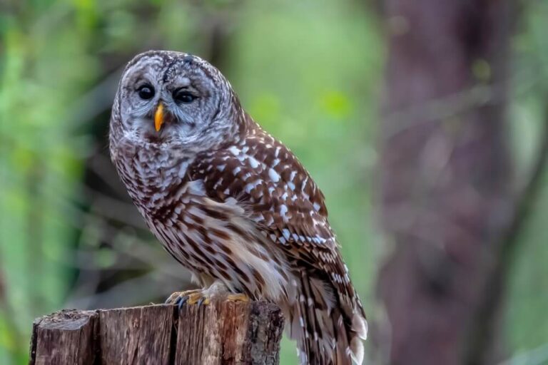 17+ Majestic Owl Breeds You Can Find In Your Backyard This Fall ...