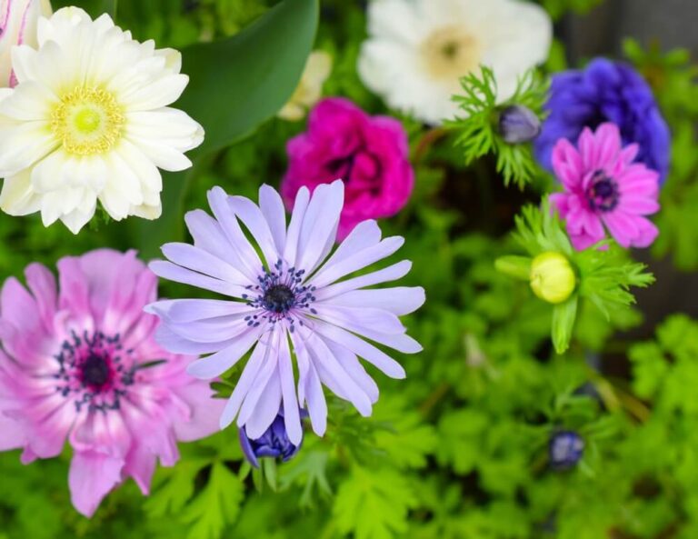 21 Best Summer And Fall Flowers That Bloom Late In The Season With ...