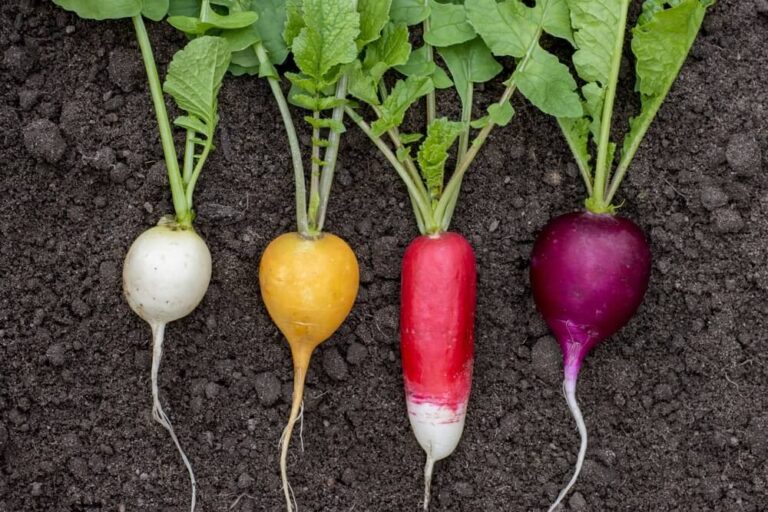 21 Best Garden Crops To Plant In August - Late-Summer Gourds, Herbs And ...