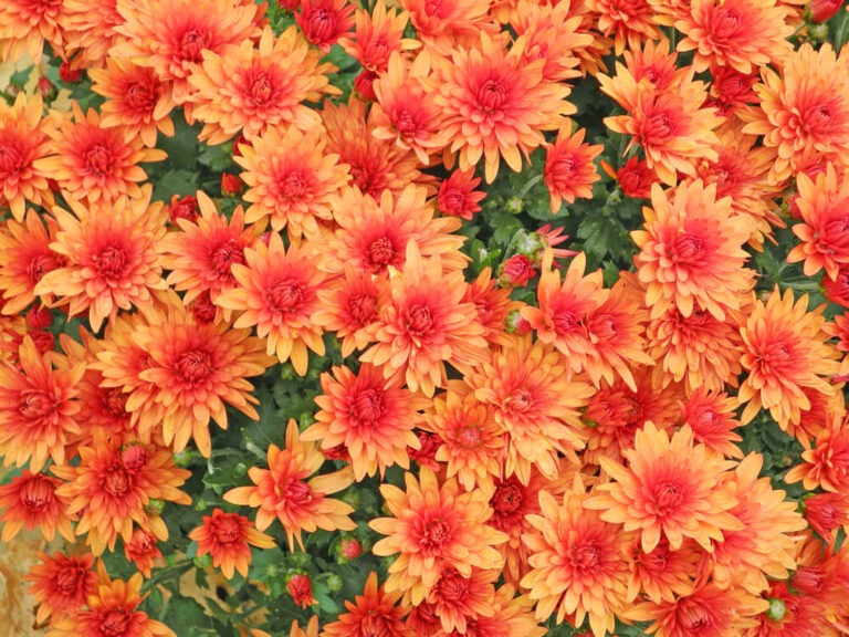 21 Best Summer And Fall Flowers That Bloom Late In The Season With ...