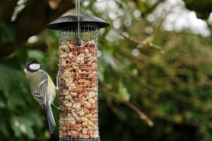 17 Foods To Feed Backyard Birds This Winter - The Ultimate Winter Bird ...