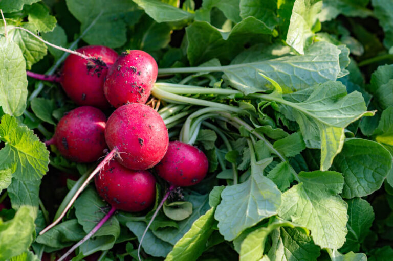 24 Crops To Plant In September For An Epic Fall And Autumn Garden ...
