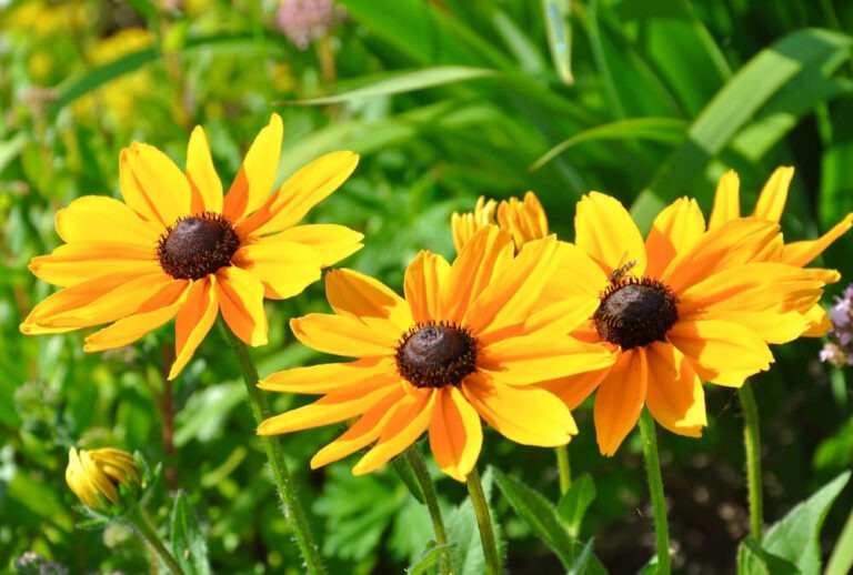 21 Best Summer And Fall Flowers That Bloom Late In The Season With ...