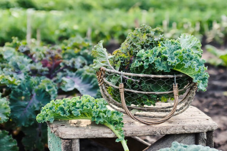 24 Crops To Plant In September For An Epic Fall And Autumn Garden ...