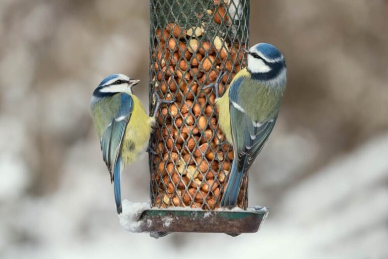 17 Foods To Feed Backyard Birds This Winter - The Ultimate Winter Bird ...