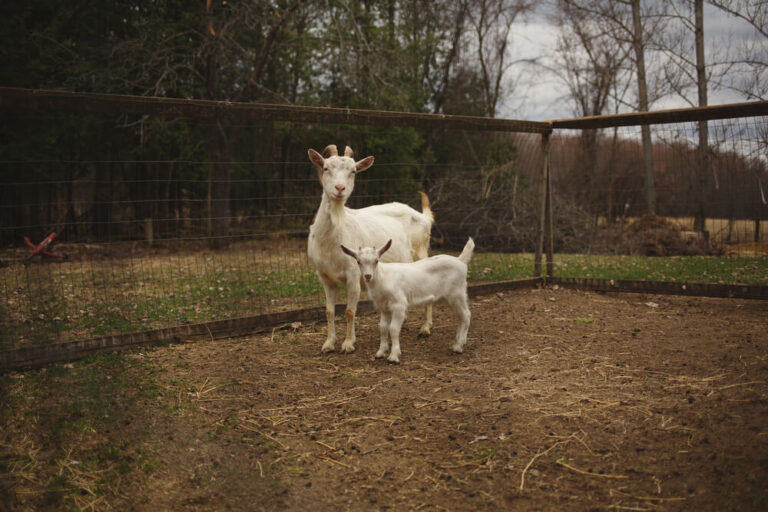 13+ Best Goat Breeds For Small Homesteads, Farms, Ranches, And ...