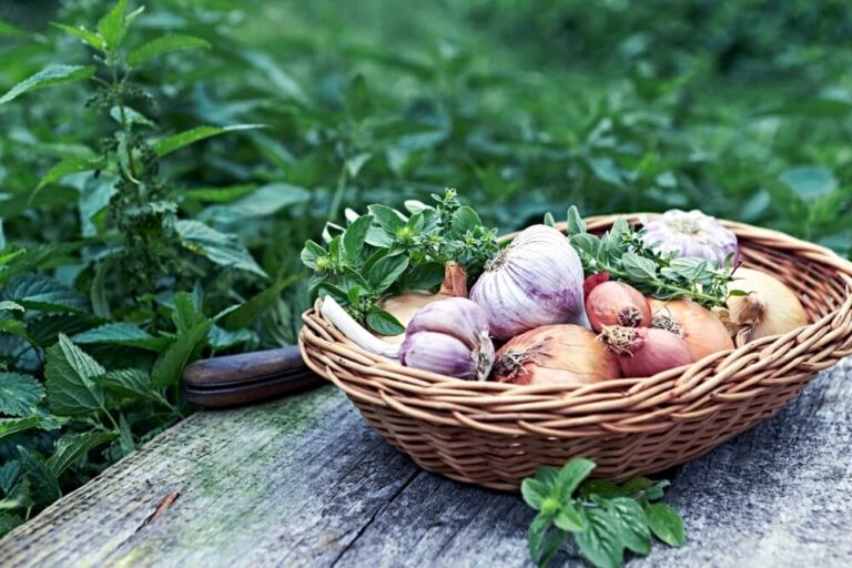 24 Crops To Plant In September For An Epic Fall And Autumn Garden ...