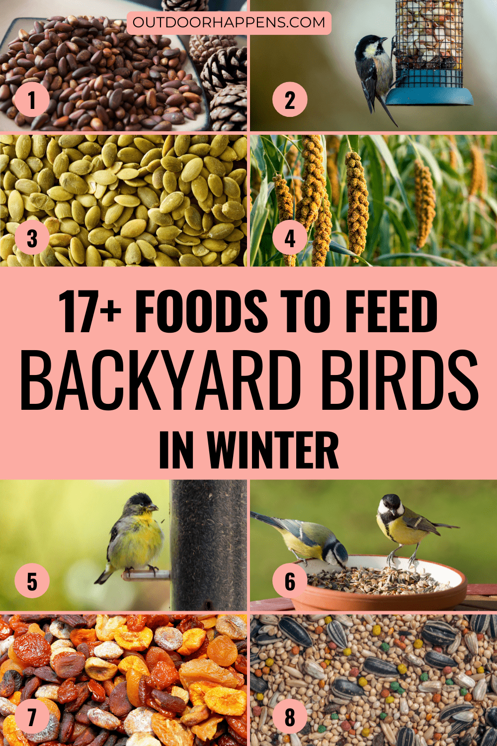 17 Foods To Feed Backyard Birds This Winter - The Ultimate Winter Bird ...