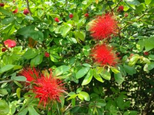 21 Stunning Plants With Orange Flowers, Buds, Petals, Or Blooms ...