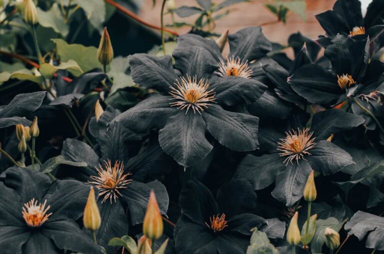 18 Unusual Garden Plants With Black Flowers, Stems, Or Leaves ...