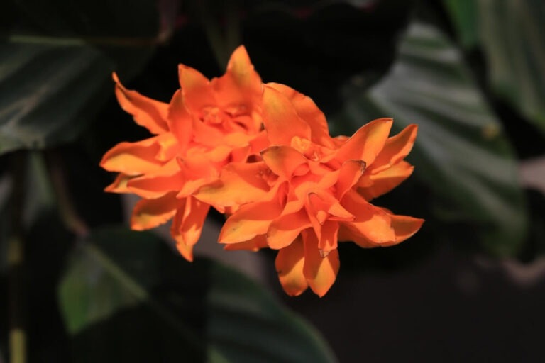 21 Stunning Plants With Orange Flowers, Buds, Petals, Or Blooms ...