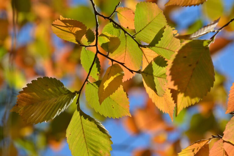21 Best Trees With Colorful Autumn Leaves And Fall Foliage! Red, Orange ...
