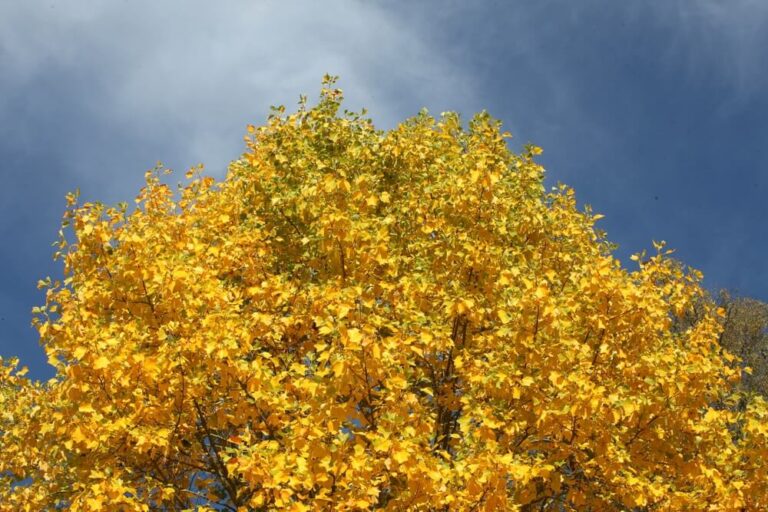 21 Best Trees With Colorful Autumn Leaves And Fall Foliage! Red, Orange ...