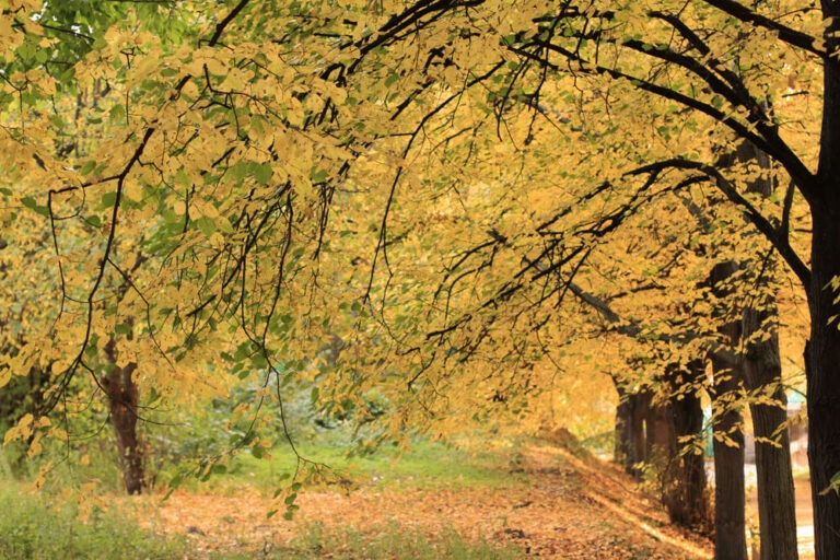 21 Best Trees With Colorful Autumn Leaves And Fall Foliage! Red, Orange ...