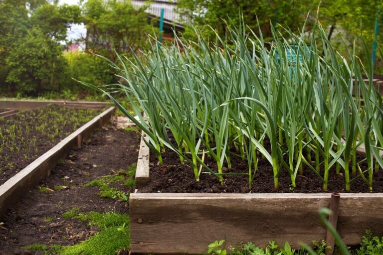 How To Grow Garlic From Bulb To Harvest - Savory, Delicious Flavor ...