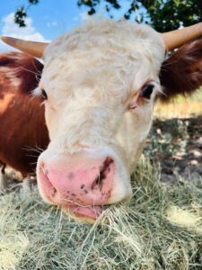 13 Best Cow Breeds For Small Farms, Ranches, Yards, And Homesteads ...