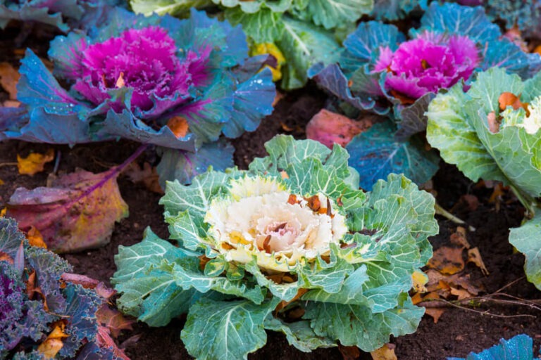 17 Colorful October Flowers And Plants With Beautiful Autumn Blooms ...