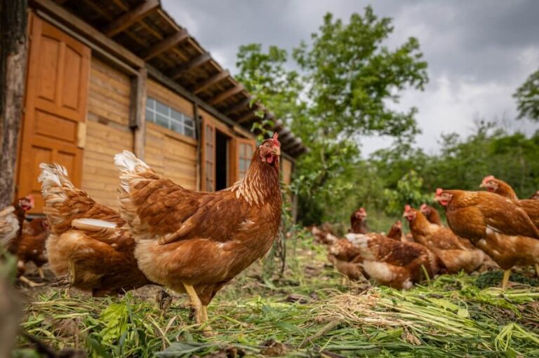 Our 10 Best Tips For Raising Happy Chickens, Hens, And Roosters ...