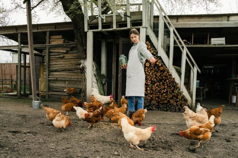 Our 10 Best Tips For Raising Happy Chickens, Hens, And Roosters ...