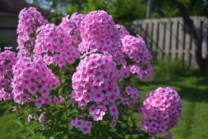 17 Colorful October Flowers And Plants With Beautiful Autumn Blooms ...