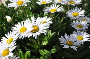 17 Colorful October Flowers And Plants With Beautiful Autumn Blooms ...